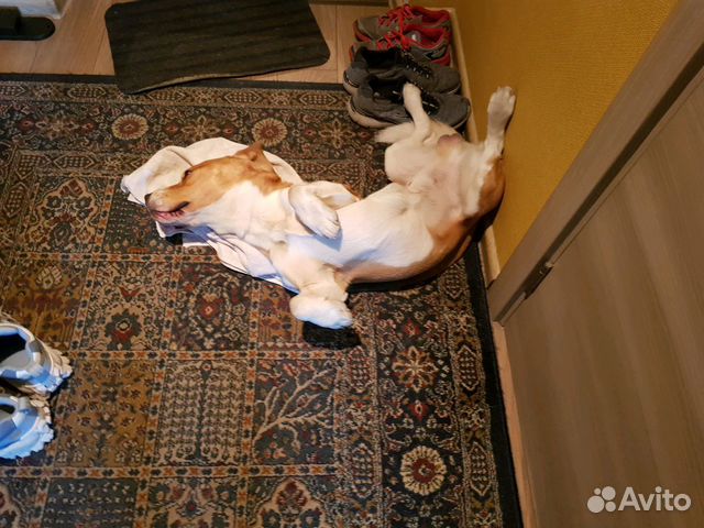 Бигль Рей 2 года