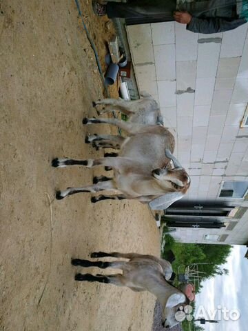 Англо-нубики процентные