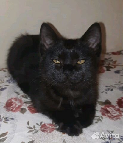 Активный котик