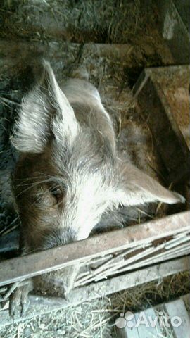 Продается молодая свинка