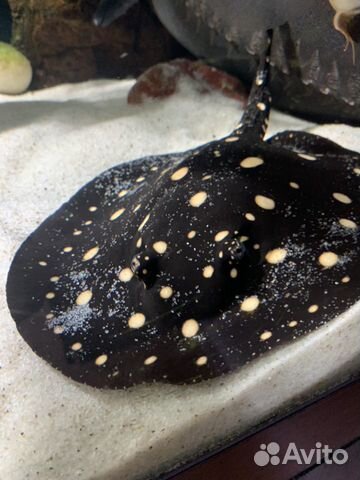 Скат Леопольди самка, брызгун золотой