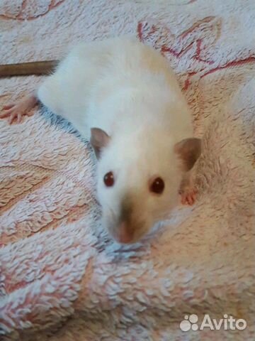 Крыса Дамбо