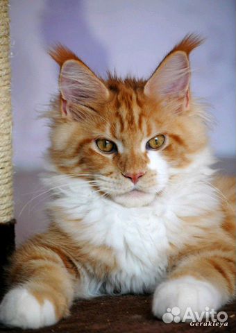 Ласковый рыжий ребёнок