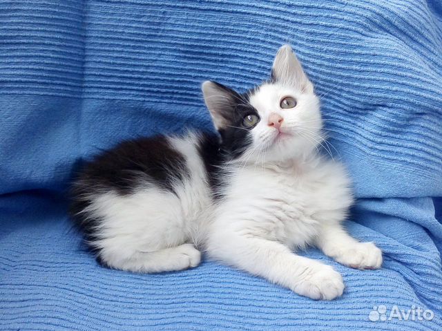 Котенок пушистик Кокос 2 мес. в добрые руки