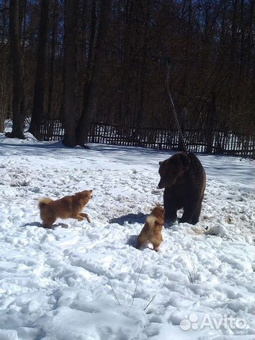 Продам щенков карело-финских лаек