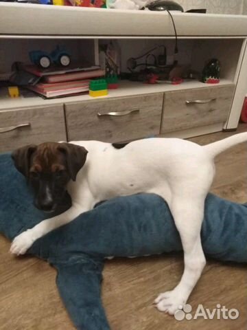 Джек рассел терьер