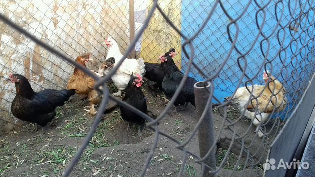 Цыплята и куры домашних кур несушки