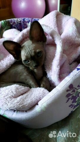 Канадский сфинкс