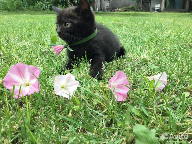 Чёрная кошечка 1,5 месяца