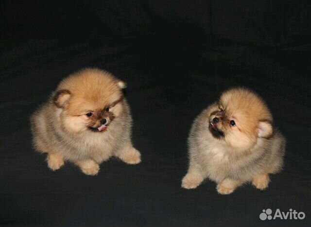 Девочки красавицы с родословной РКФ