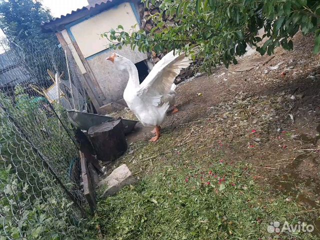 Инкубационные Яйца холмогорских гусей