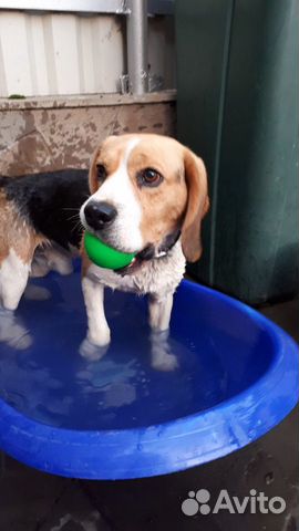 Бигль Вязка