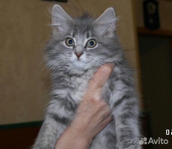 Пушистая малышка Милочка ищет дом