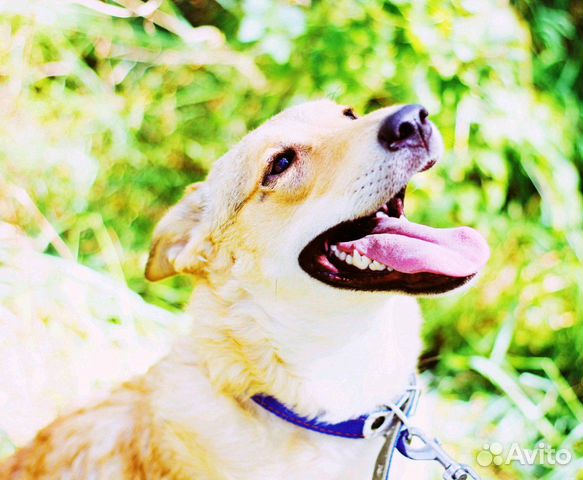 Отдам лисичку Джерри в добрые руки