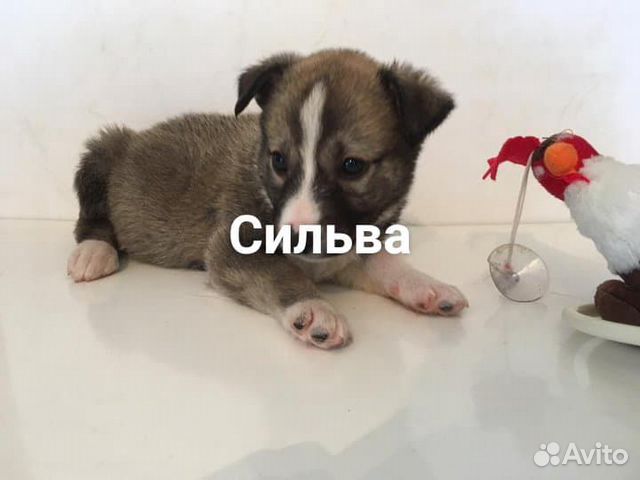 Щенок Сильва