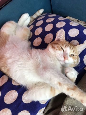 Котик в добрые руки