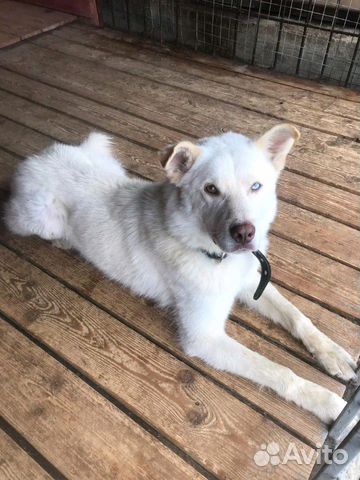 Чудесный Зефир ищет дом