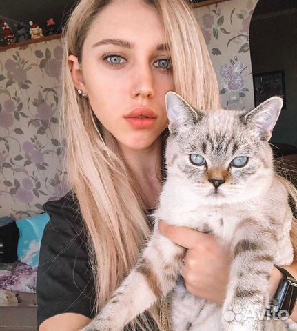 Продам красавца кота