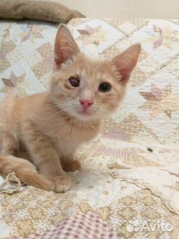 Котята мальчики привезу