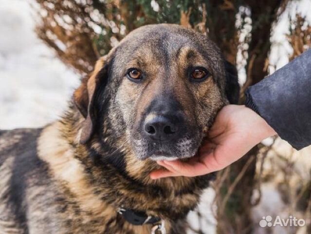 Кареглазый красавчик Гарди в добрые руки