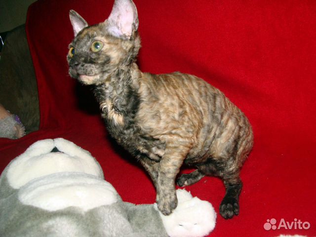 Цветок вишни кошечка нет в доме шерсти