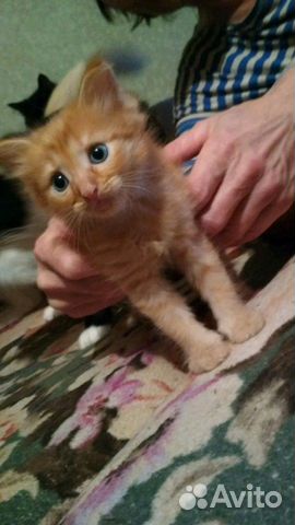 Котеночек в дар