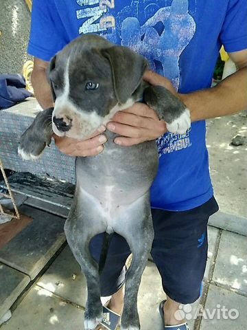 Ам стафф (девочка), 09.05.2019