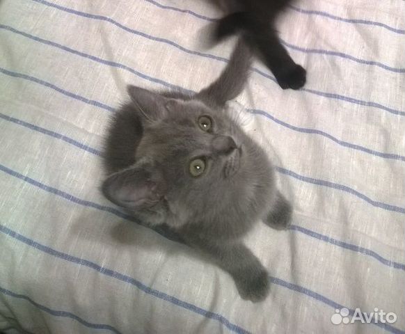 Черный и серый. Ищем хозяев для котят