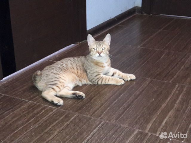 Котята пиксибоб