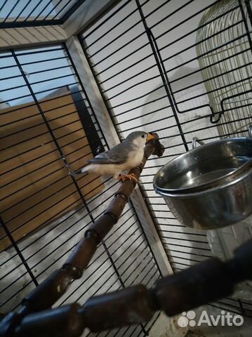 Зебровая амадина. Девочка. Середина мая 2019