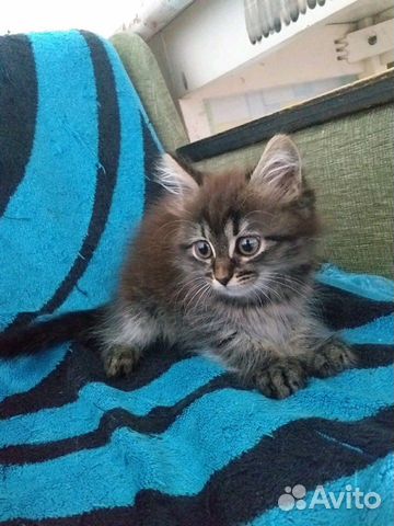 Отдам милашку
