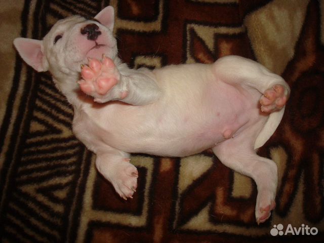 Блондин мини буль