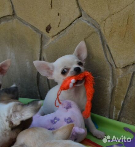 Элитные щенки чихуахуа