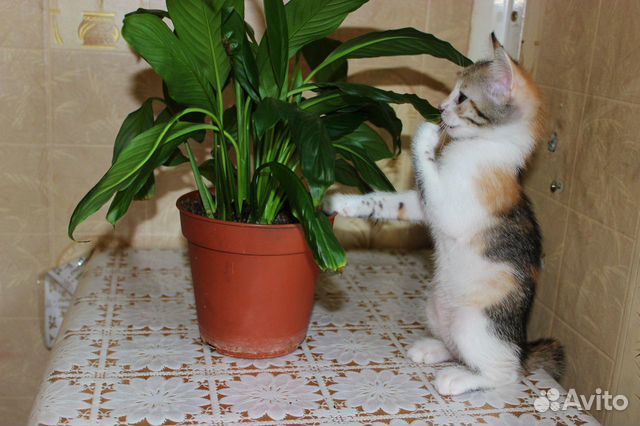 Мурчащий трактор