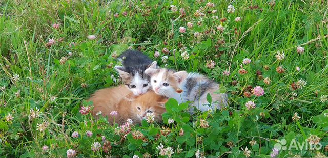 Чудесные малыши-котята в добрые руки