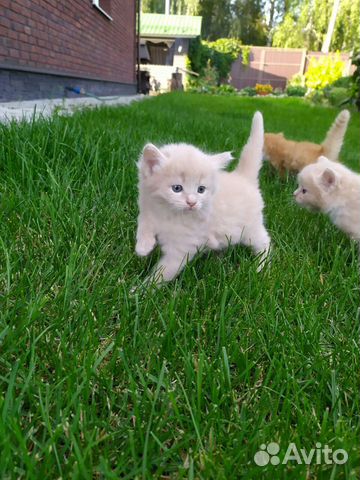 Три солнечных котенка