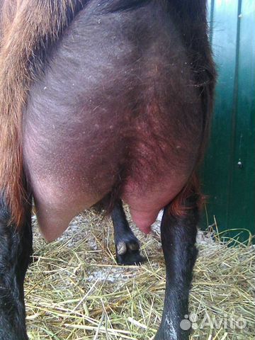 Продам молочных коз и козлят