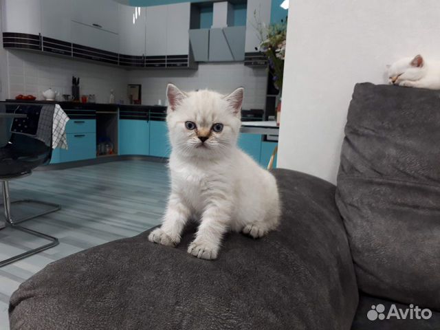 Очаровательные голубоглазые малыши