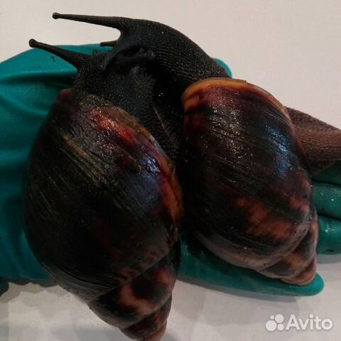 Улитка архахатина маргината маргината