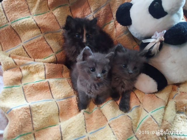 Котята 1,5 месяца ищут себе уютный дом и ласковых