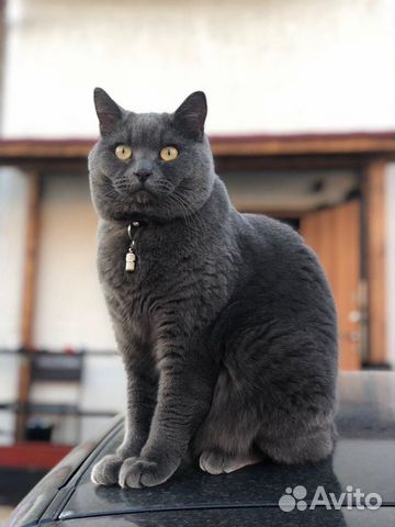 Чудо кот