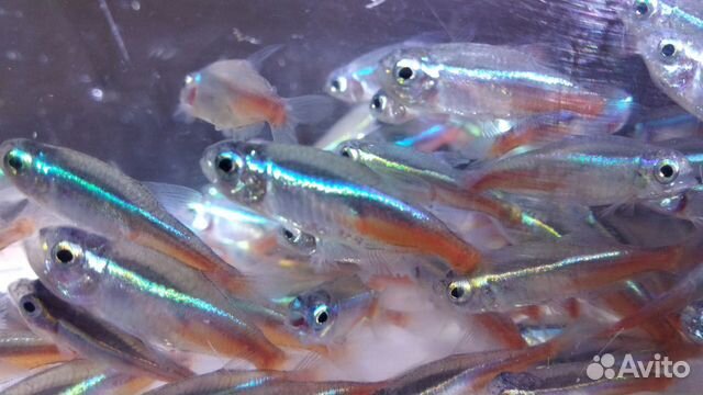 Голубой неон Розница / Опт