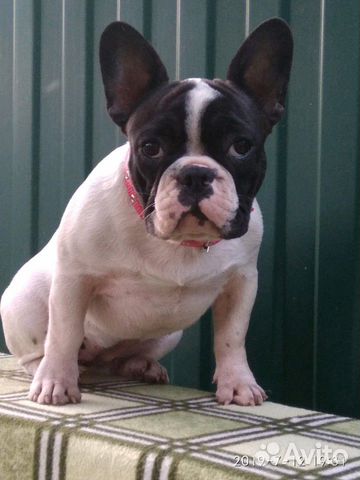 Девочка бело- тигровая