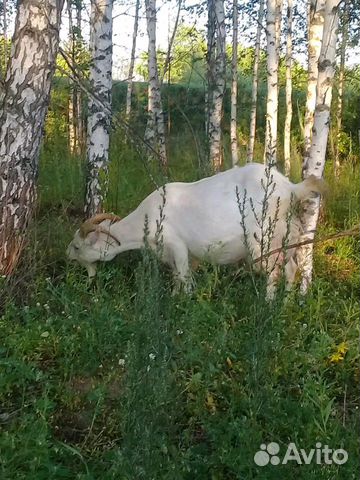 Коза дойная