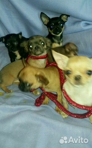 Чихуа прекрасные