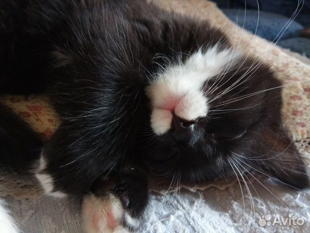 Чудо-котенок