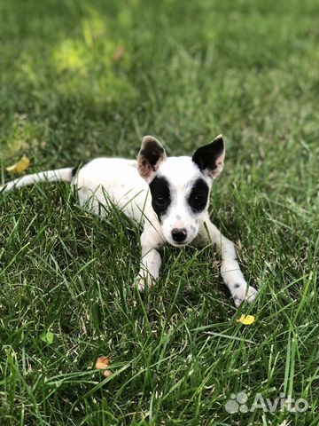 Собачка ищет дом