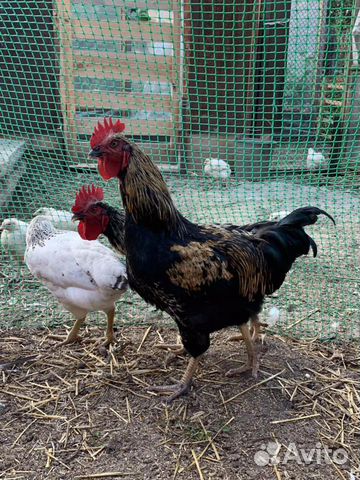 Петушки молодые