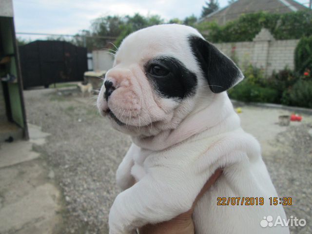 Упитанные французики