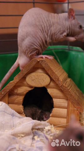 Крысы Дамбо Сфинкс